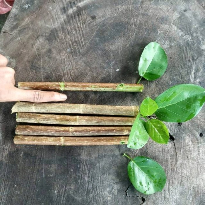 Jual Stek Cutting Bibit Sancang untuk bonsai ukuran TELUNJUK tangan ...
