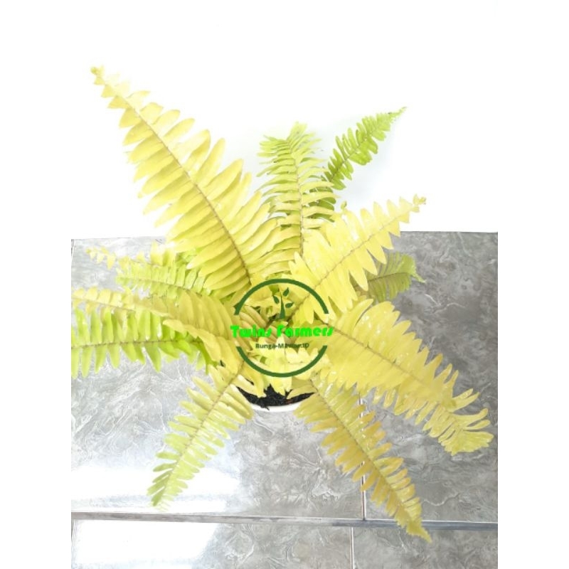 Jual Tanaman Pakis Boston Kuning (PROMO BELI 3 DAPAT 4 PC) | Shopee ...