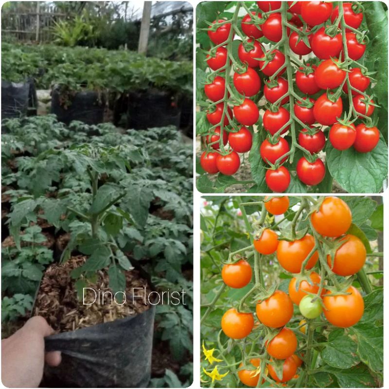 Jual Bibit Tanaman Tomat Ceri / Tanaman Sayuran | Shopee Indonesia