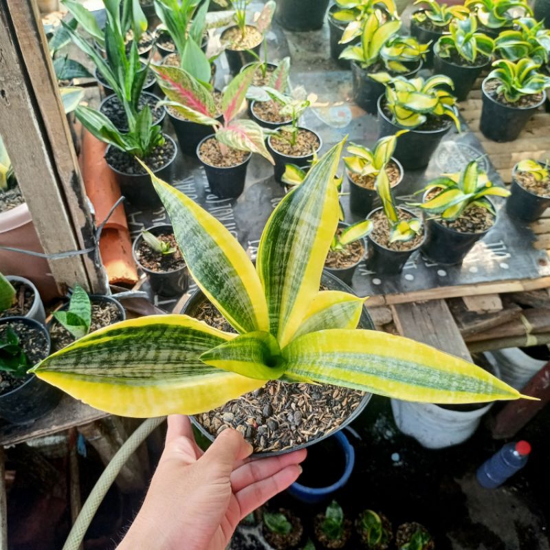 Jual Sansivera superba simplex var ( Koleksian langka ) | Shopee Indonesia