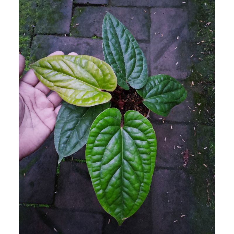 Jual Tanaman Hias Anthurium Radican / Anthurium Sirih | Shopee Indonesia