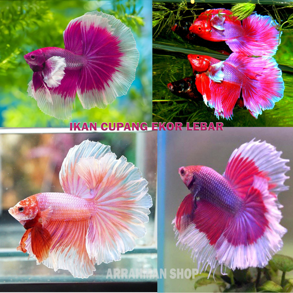 Jual IKAN Hias Paling Keren CUPANG HALFMOON EKOR LEBAR - CUPANG ...