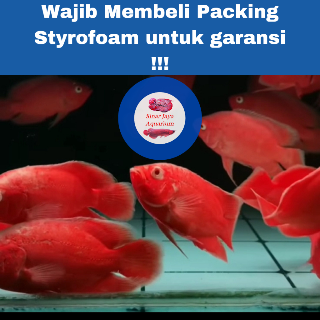 Jual Ikan Oscar Red Chilli / Oscar Paris Albino Red / Oscar Albino ...