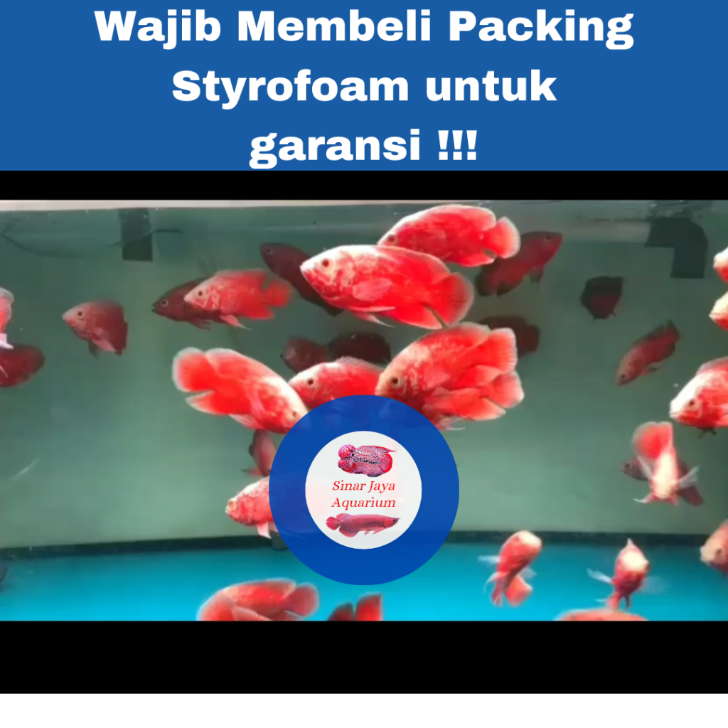 Jual Ikan Oscar Paris Albino Grade A super Garansi / Tank mate Tankmate predator arwana channa ...