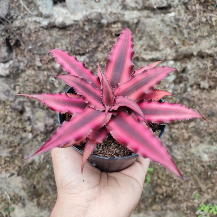 Jual Cryptanthus Red | DP 10cm | Shopee Indonesia
