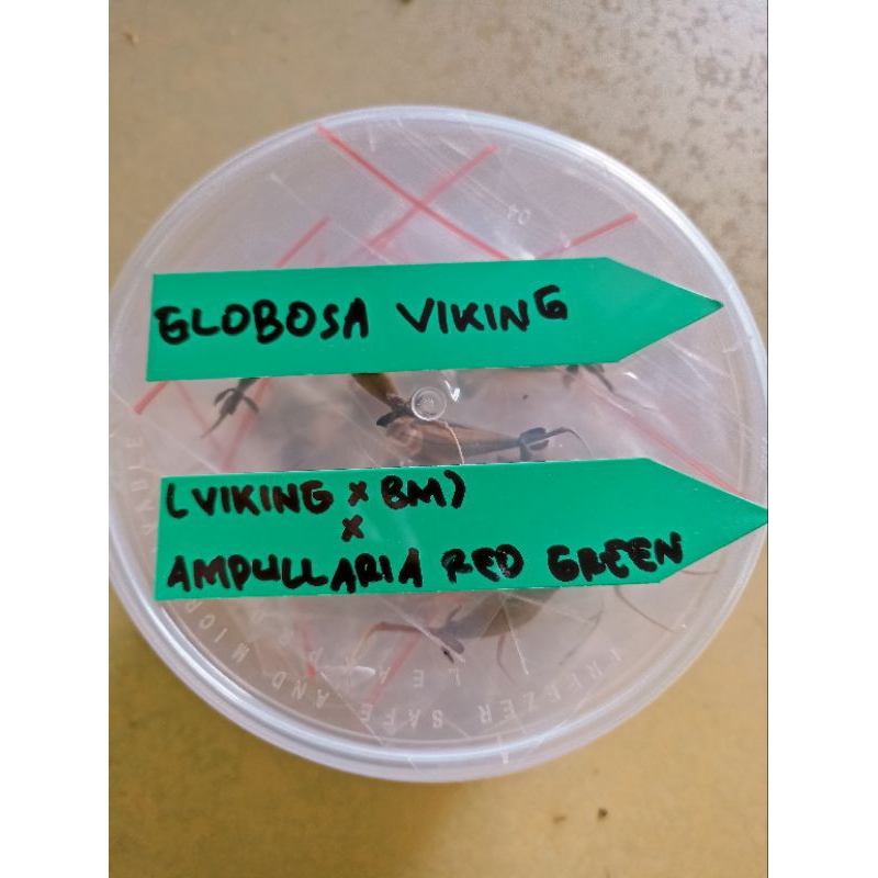 Jual Biji Nepe Glob Viking x Glob BM Ampullaria Red Green | Shopee ...