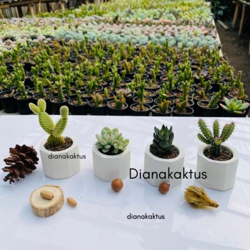 Jual kaktus sukulen mini(hidup) fullset-include tanaman,pot semen,tanah ...