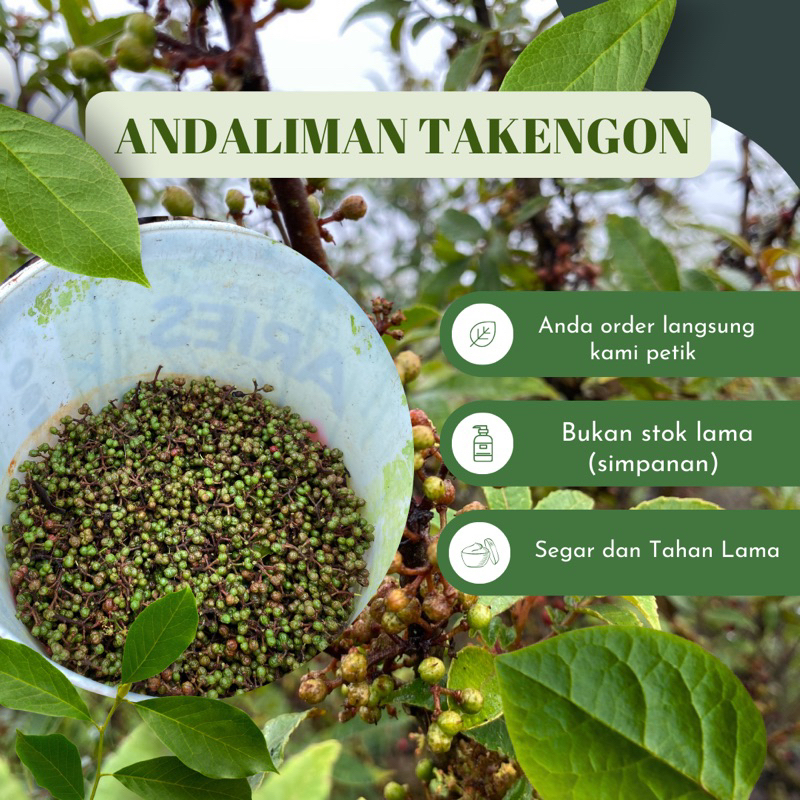 Jual Andaliman Segar (Sichuan Pepper) | Shopee Indonesia