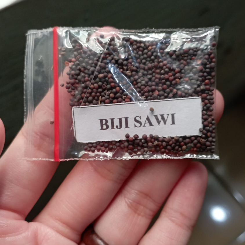 Jual BIJI SAWI SIAP SEMAI | Shopee Indonesia