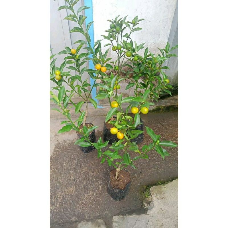 Jual bibit fresh cangkok/okulasi jeruk tongheng dan nagami berbuah ...