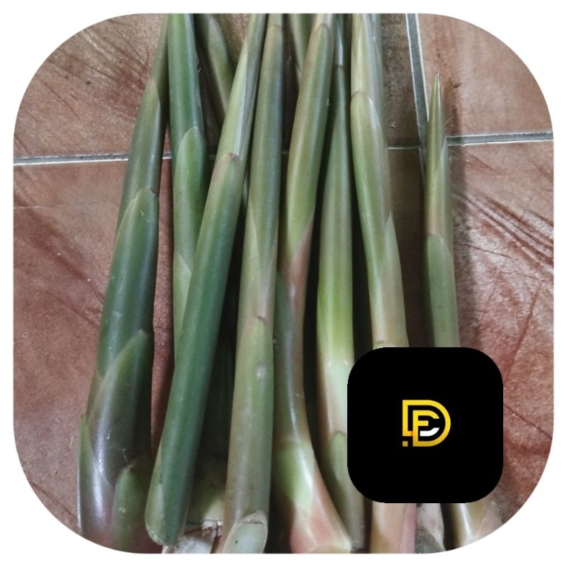 Jual Batang kecombrang muda batang honje muda 1 kg segar | Shopee Indonesia