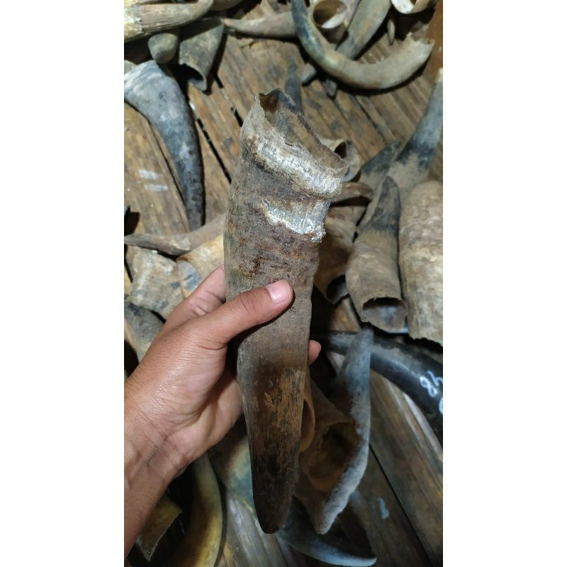 Jual TANDUK SAPI KILOAN CAMPUR KECIL SEDANG BESAR PADAT 10-15CM PANJANG ...