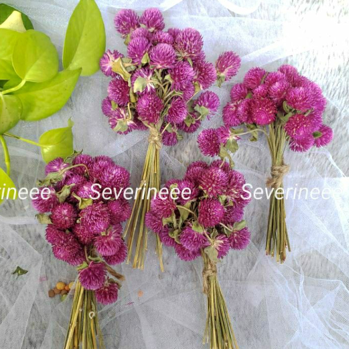 Jual Globe Amaranth spray | amaranthus spray hamster sorgum | amaranth ...