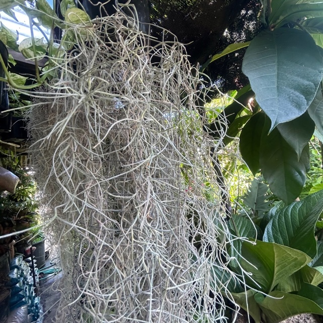 Jual Tanaman hias Jenggot dewa / jenggut musa / Jenggot Musa / Tanaman ...