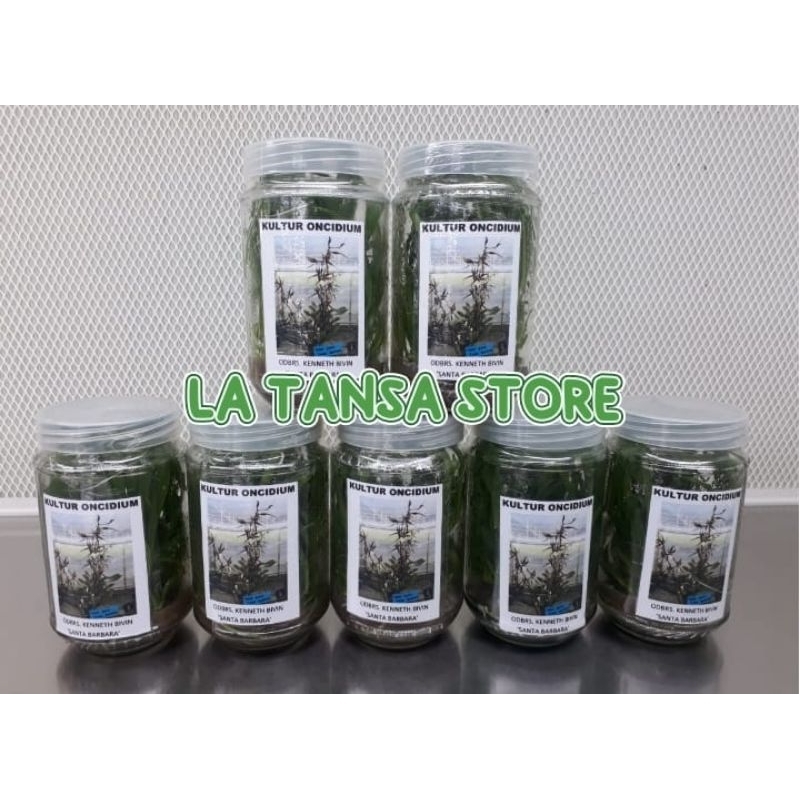 Jual Bibit Botol Anggrek Oncidium | Shopee Indonesia