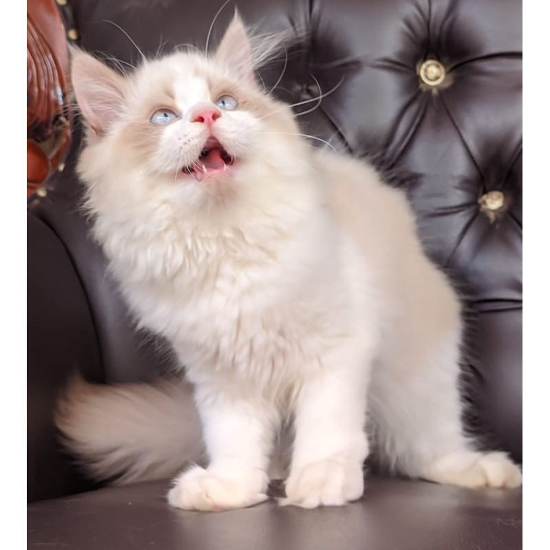 Jual Ragdoll bicolor non ped | Shopee Indonesia