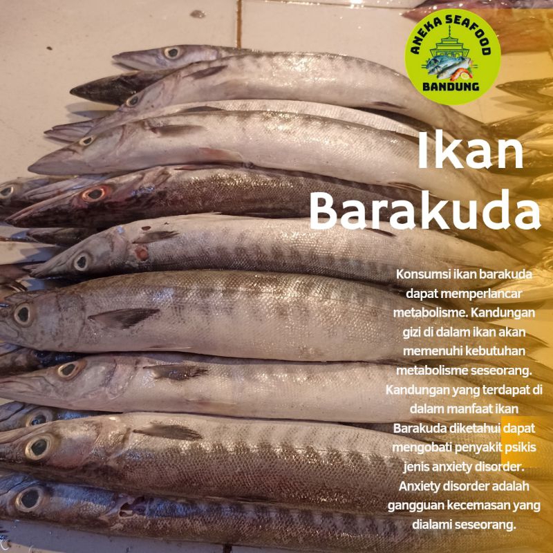 Jual Ikan Barakuda Fresh 1.0kg Isi 1-6ekor | Shopee Indonesia