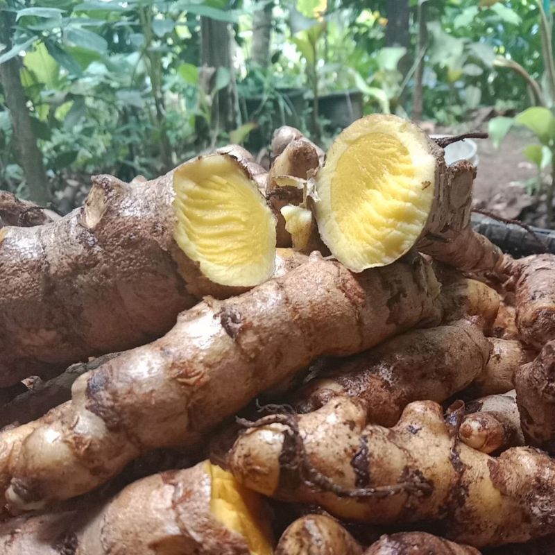 Jual 1 KG TEMU GIRING SEGAR FRESH SIAP KIRIM READY(BERSIH) | Shopee ...