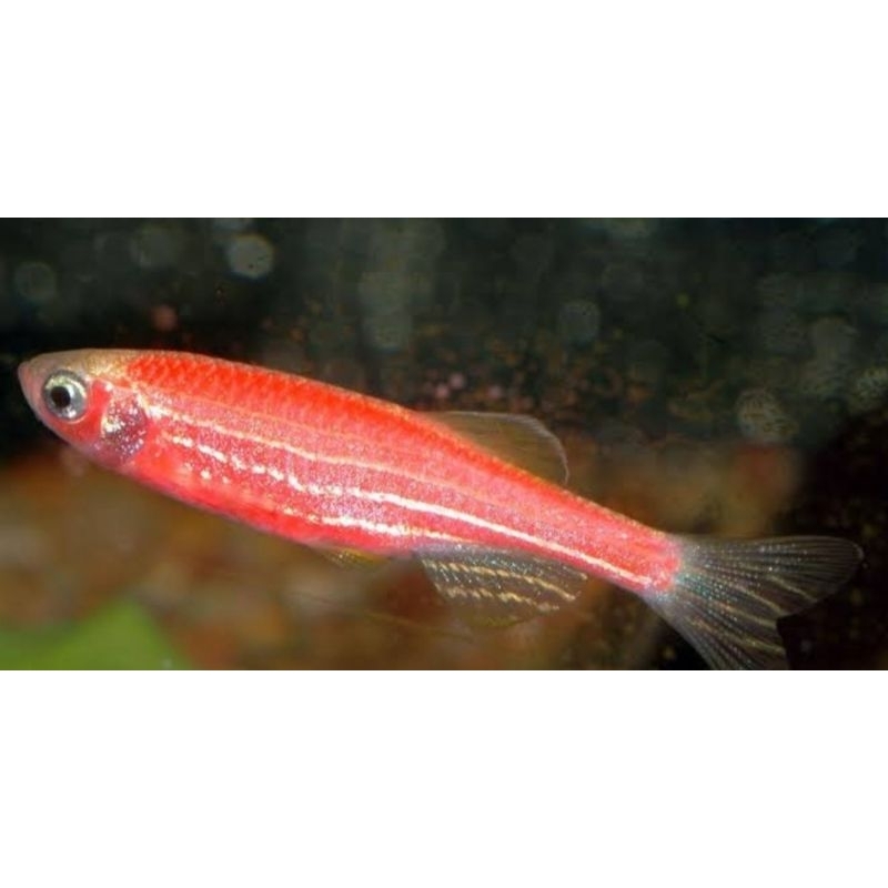 Jual Ikan hias danio zebra red aquascape | Shopee Indonesia