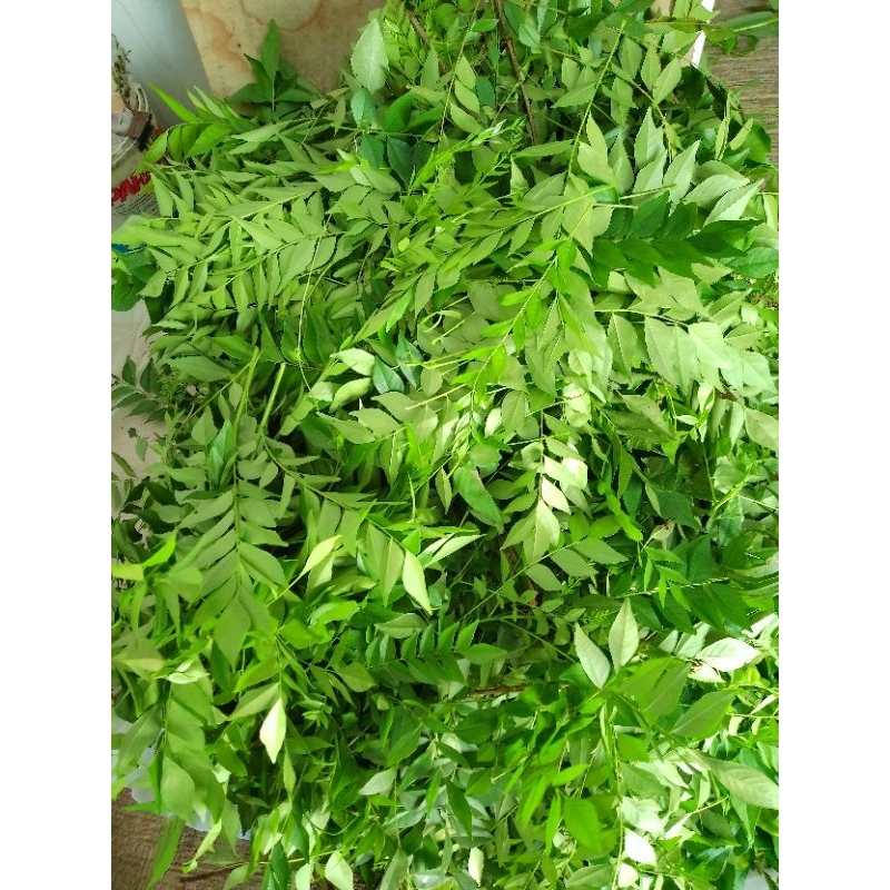 Jual DAUN KARI/SALAM KOJA/TEMURU/KORO KELING SEGAR KEMASAN 100 GRAM ...
