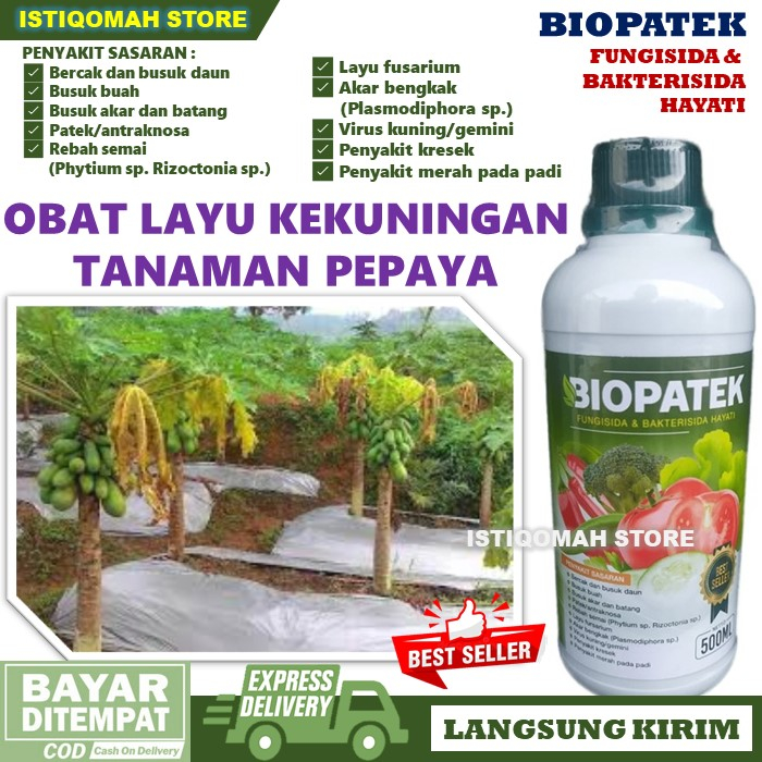 Jual Obat Layu Kekuningan Daun Pepaya California Paling Ampuh BIOPATEK ... Jual Obat Layu Kekuningan Daun Pepaya California Paling Ampuh BIOPATEK ...