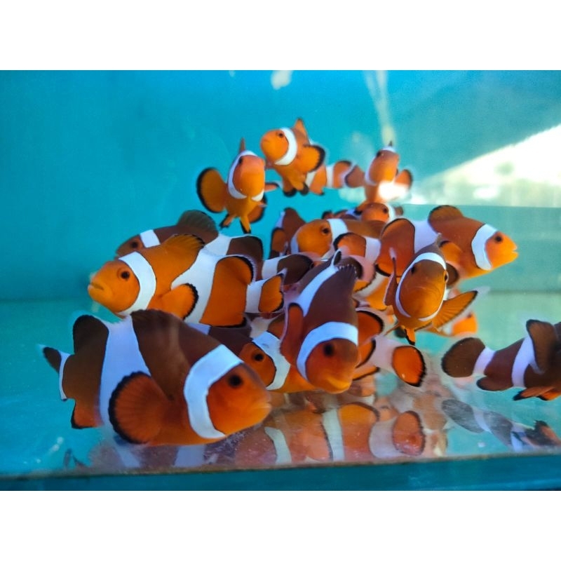 Jual ikan hias laut nemo/clownfish/ikan badut | Shopee Indonesia