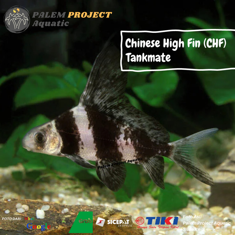Jual CHINESE HIGH FIN BANDED SHARK CHF Ikan CHF Ikan Tankmate Ikan Hias ...