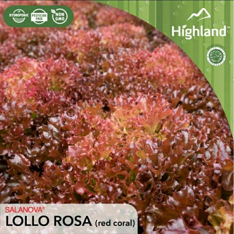 Jual Highland Salanova Lollo Rosa pack 500gr ( Red Coral ) Salada Merah ...