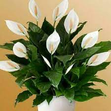 Jual Bibit philum cobra - Tanaman hias peace lily - spatu fhilum bunga ...