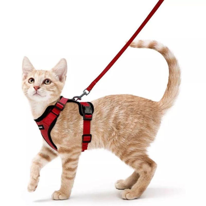 Jual Harness Tali Tuntun Kucing Rompi Kucing Hernes Kucing | Shopee ...