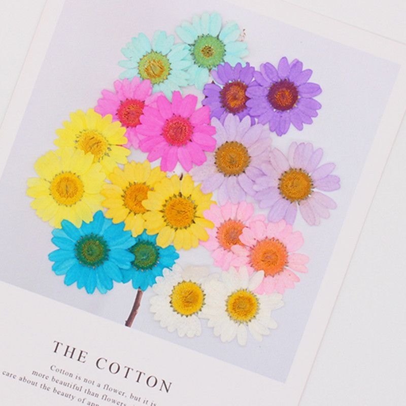 Jual Bunga Daisy Kering Untuk Resin Shopee Indonesia