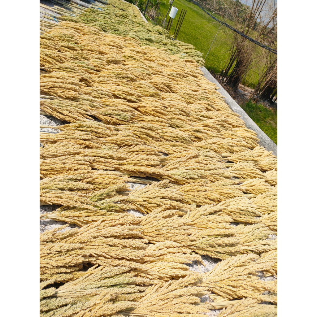 Jual FG-GROSIR BUNGA KERING JAWAN PADI BOROCO EMILIA JAGUNG RUSCUS ...