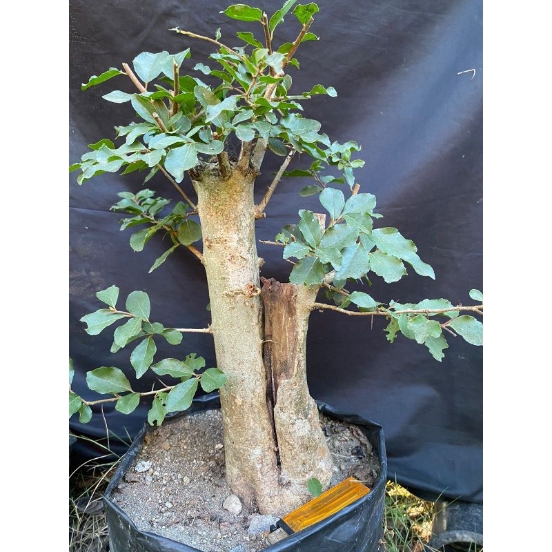 Jual Bahan bonsai rukem bonsai bogo berkarakter (rukem pucuk merah ...