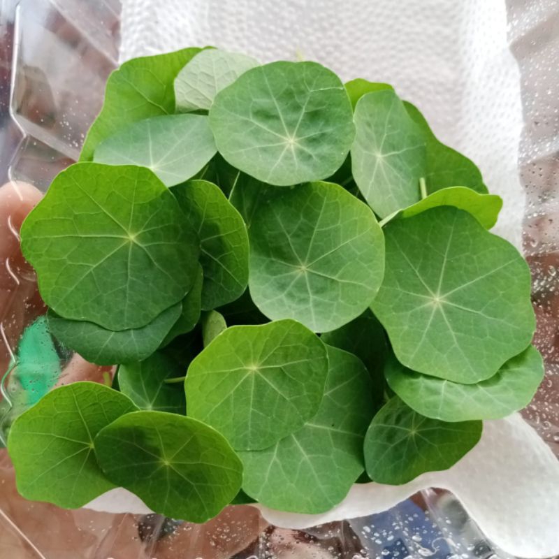 Jual Daun nasturtium leaves edible leaves | Shopee Indonesia