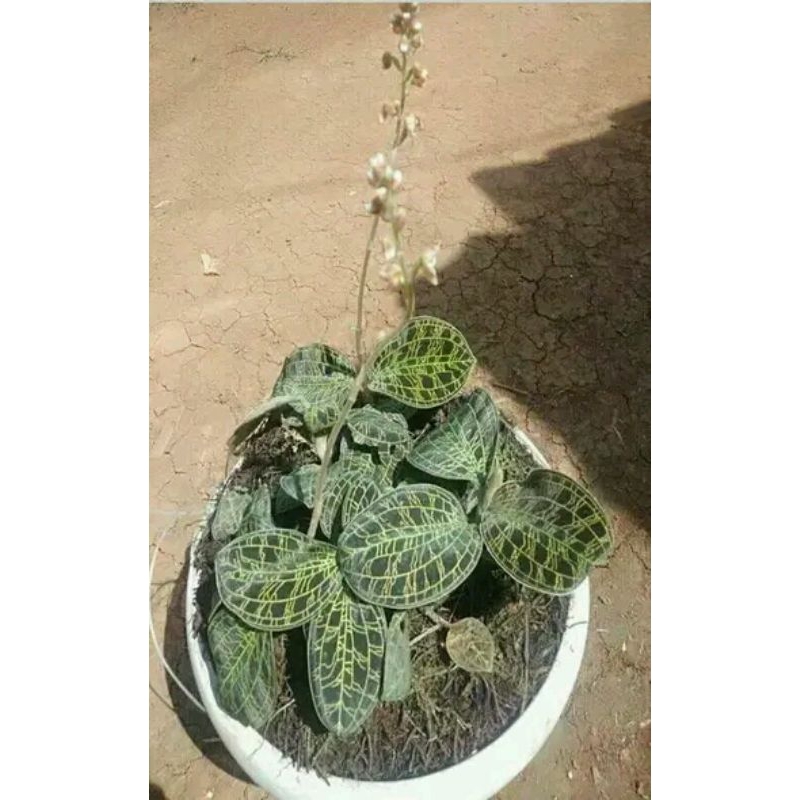 Jual Jawel orchid macodes pelota | Shopee Indonesia