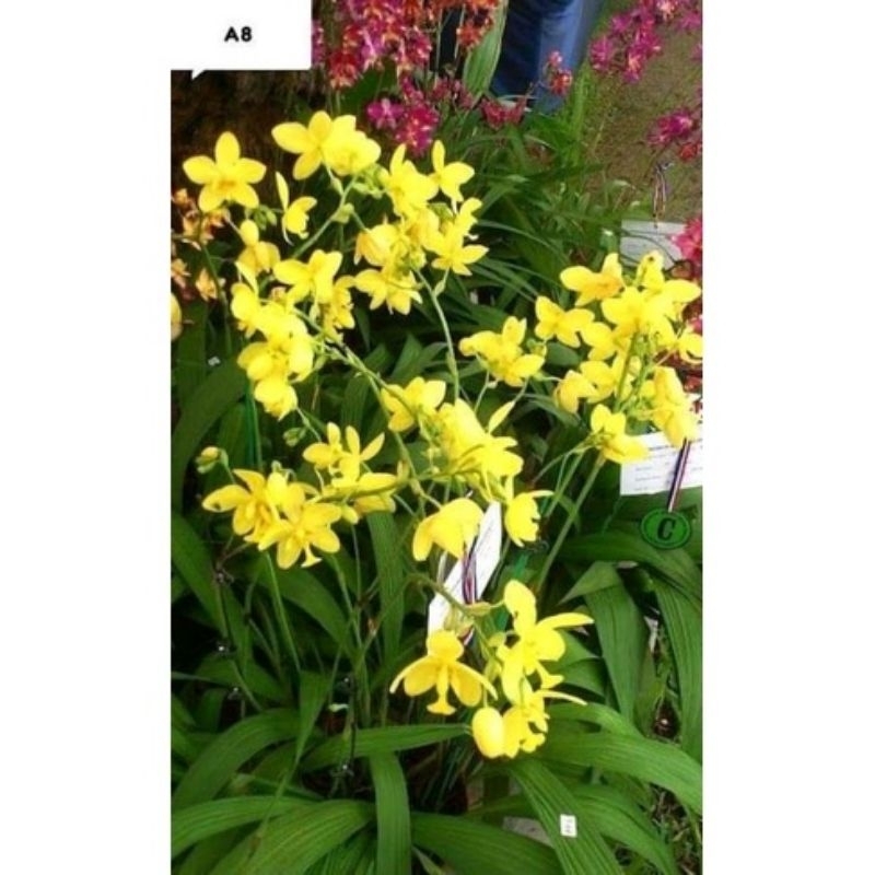 Jual TERLARIS!!! ANGGREK TANAH SPATOGLOTIS KUNING BUNGA HIDUP | Shopee ...
