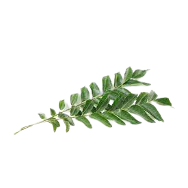 Jual daun kari/daun kari segar/daun kari untuk masak/daun kari india ...
