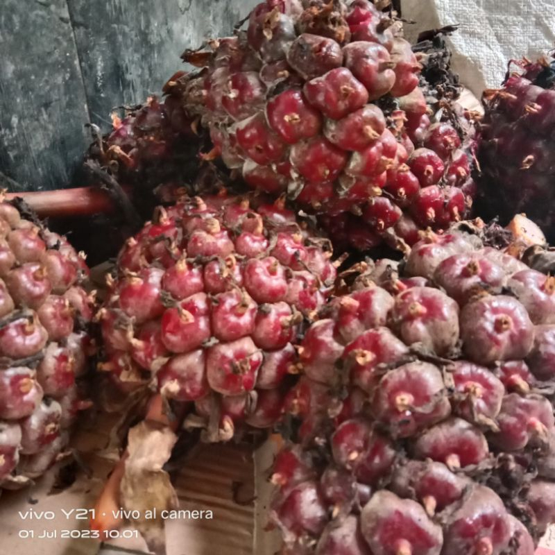 Jual 1 KG Buah honje merah buah kecomrang merah (FRESH) | Shopee Indonesia