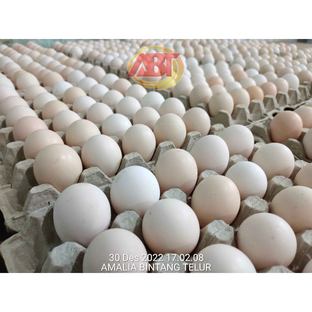 Jual ABT - Telur Ayam Kampung Asli Fresh Lezat dan Bergizi (FRESH-AMAN ...