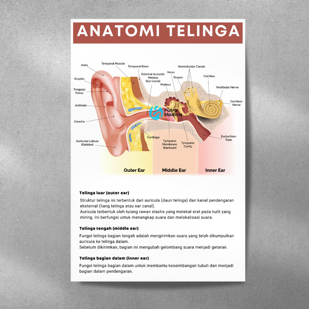 Jual Poster Kesehatan Anatomi Telinga A3+ / Gambar Edukasi | Shopee ...