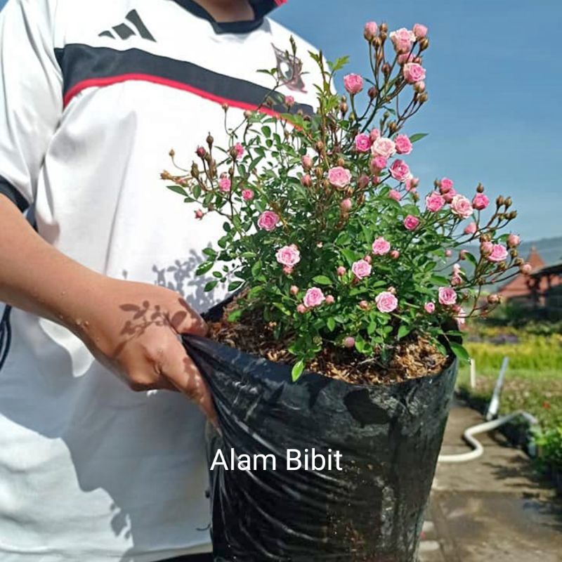 Jual PROMO BUNGA BABY ROSE CANTIK (SIAP BERBUNGA) | Shopee Indonesia