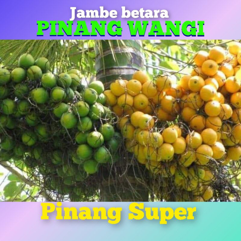 Jual Buah pinang wangi jambe netto 1kg | Shopee Indonesia