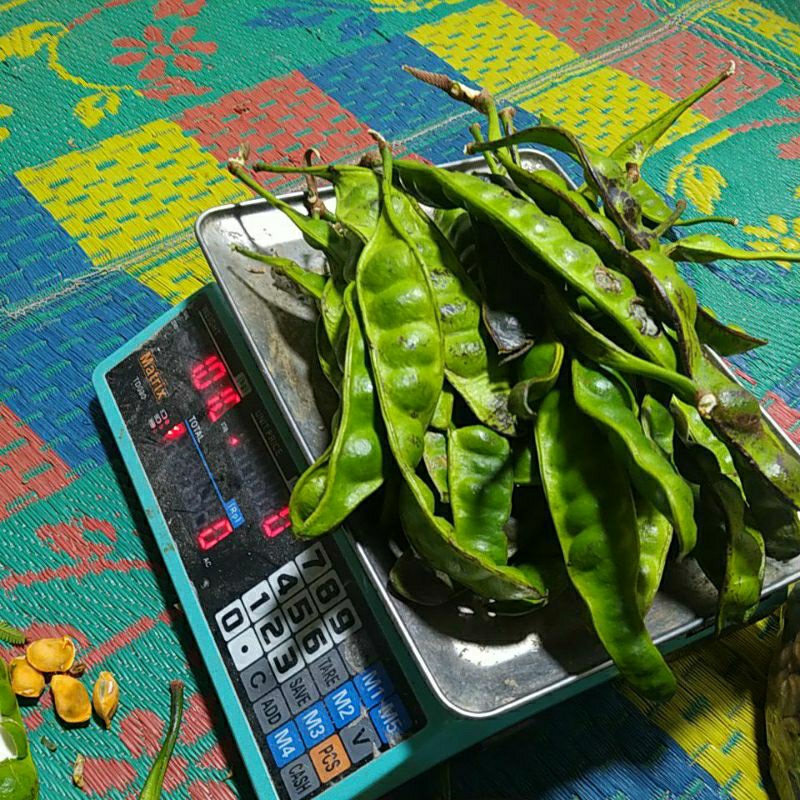 Jual petai sortir 1 kg | Shopee Indonesia