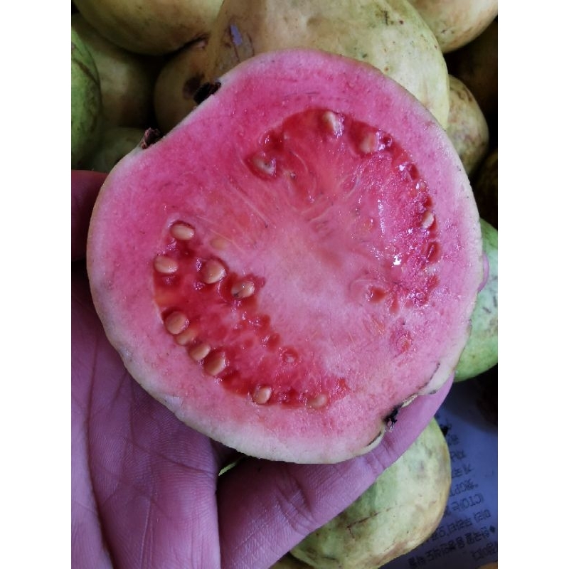 Jual JAMBU MERAH BIJI ATAU JAMBU KLUTUK MANIS | Shopee Indonesia