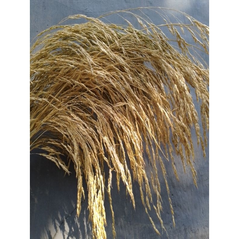 Jual padi angin kering/padi padian angin | Shopee Indonesia