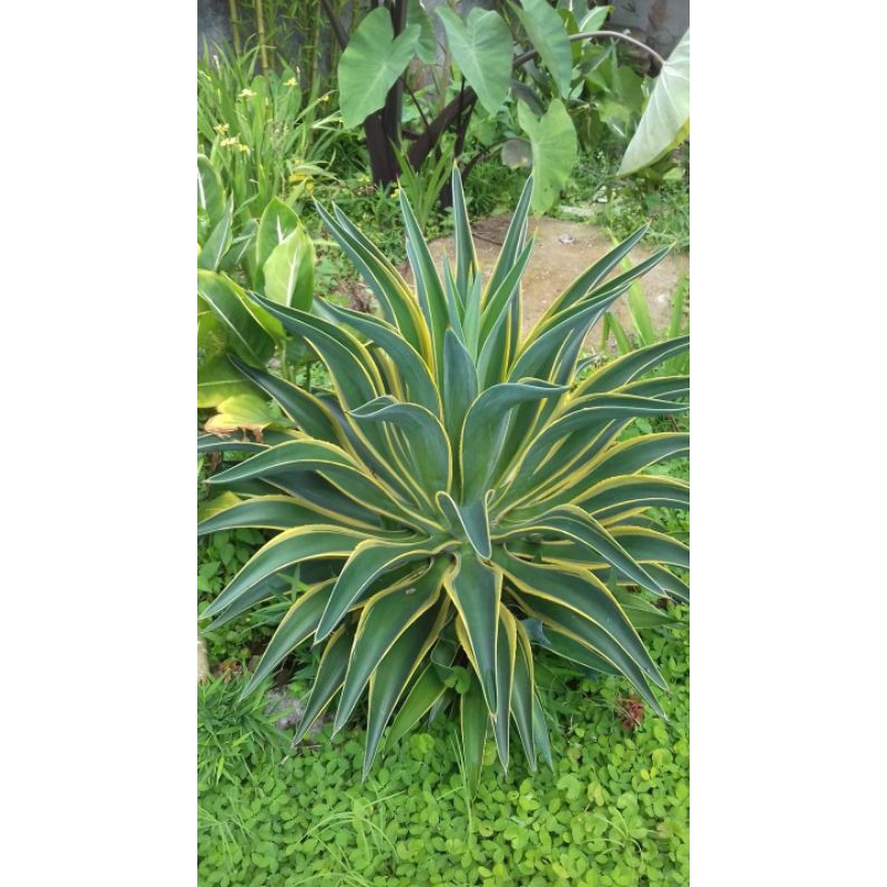 Jual Tanaman Agave King - Agave kuning | Shopee Indonesia