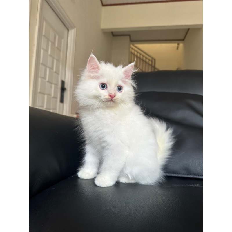 Jual kucing kitten persia mix mainecoon white solid jantan | Shopee ...