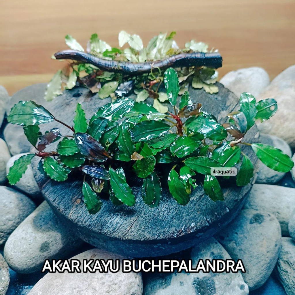 Jual Tanaman Akar Buce Rasamala Aquascape | Rentek Bucephalandra ...