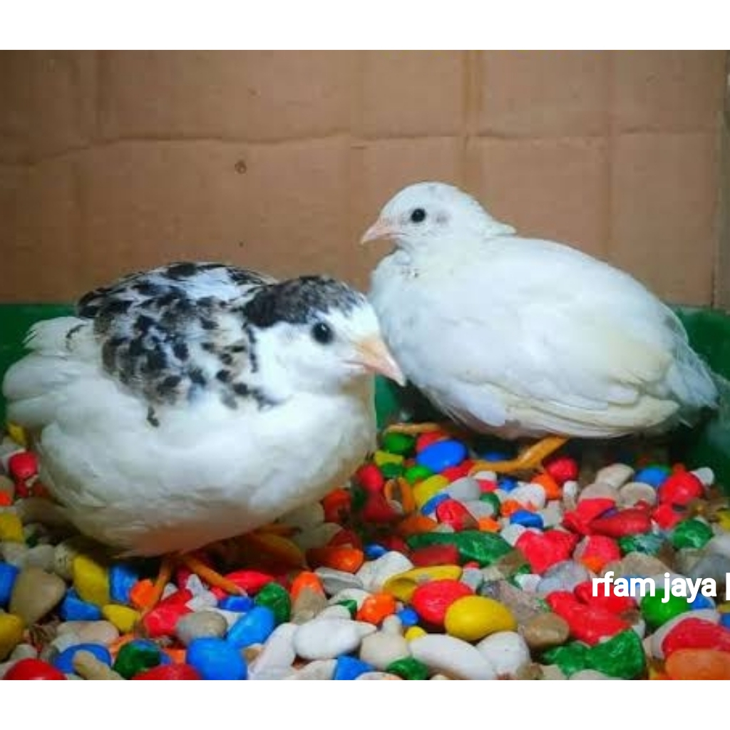 Jual BURUNG PUYUH HIAS PUYUH BATU UNTUK KANDANG AVIARY PEMBERSIH ...