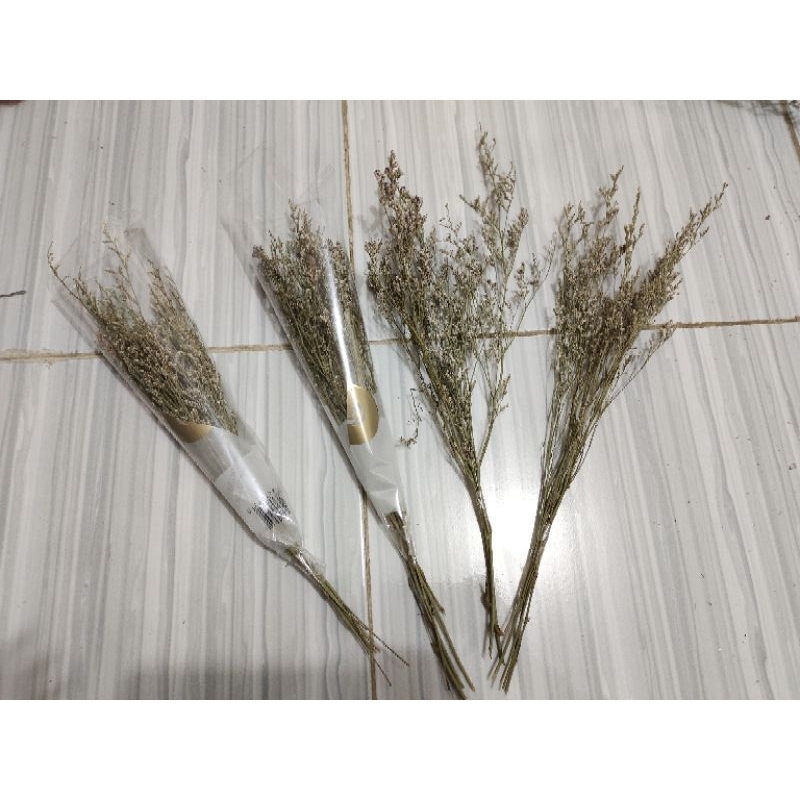 Jual Bunga Kering Caspea / Bunga Caspea / Dried flower | Shopee Indonesia